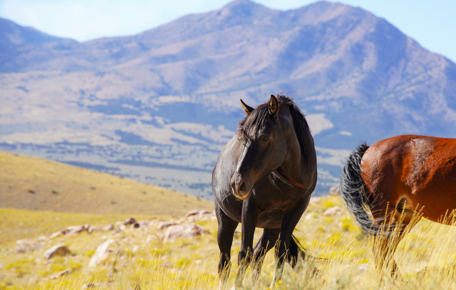 Behind the Expedition: On the Range with America's Wild Mustangs ...