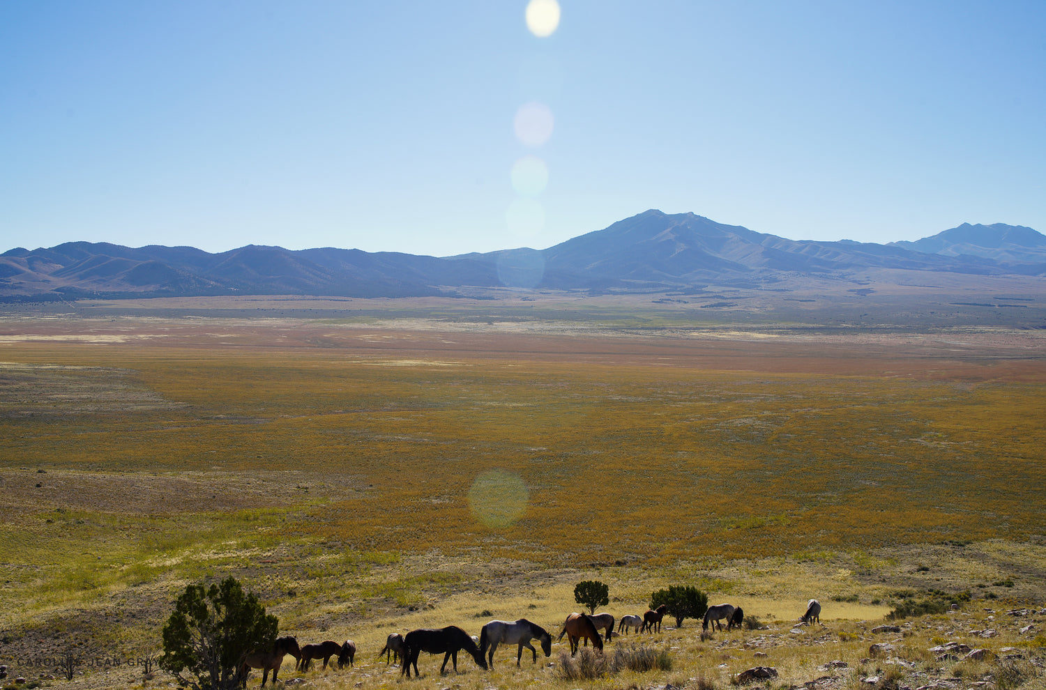 Behind the Expedition: On the Range with America's Wild Mustangs ...