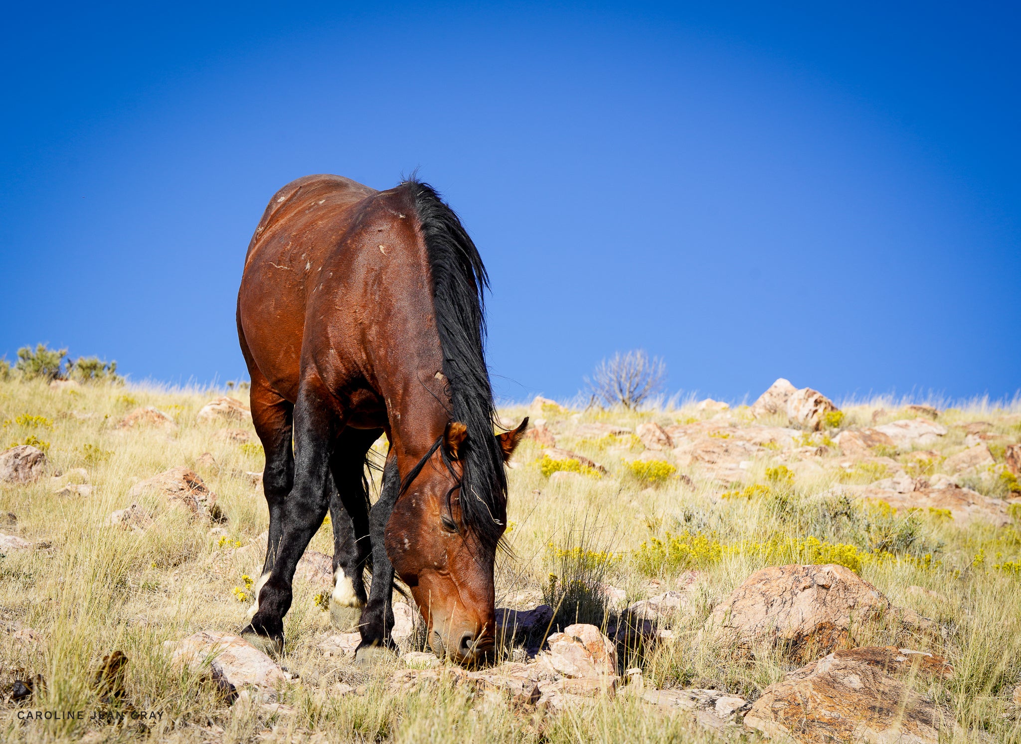 Behind the Expedition: On the Range with America's Wild Mustangs ...