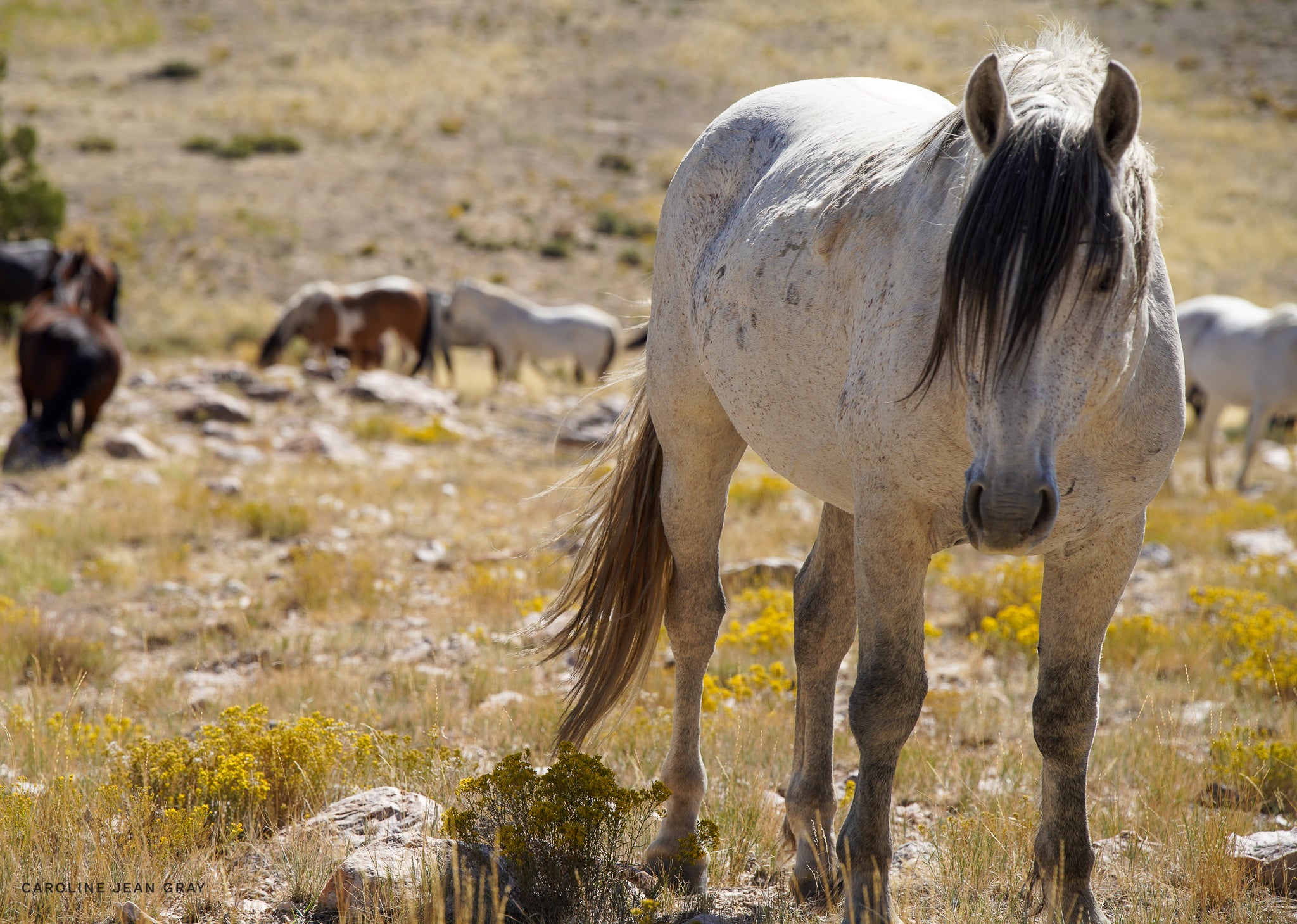 Behind the Expedition: On the Range with America's Wild Mustangs ...