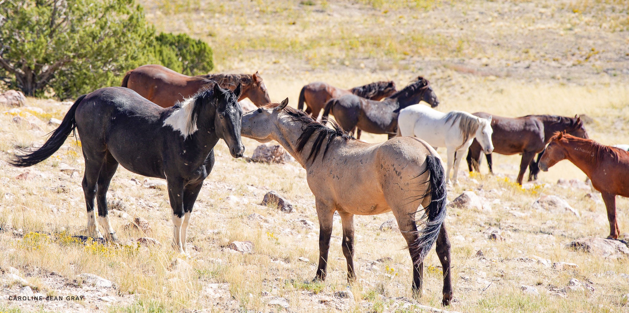 Behind the Expedition: On the Range with America's Wild Mustangs ...