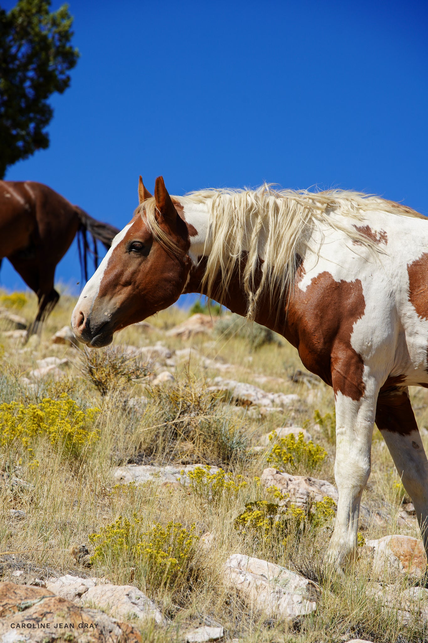 Behind the Expedition: On the Range with America's Wild Mustangs ...