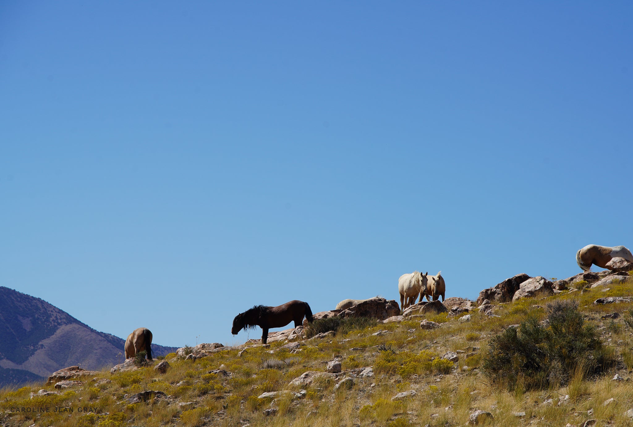 Behind the Expedition: On the Range with America's Wild Mustangs ...